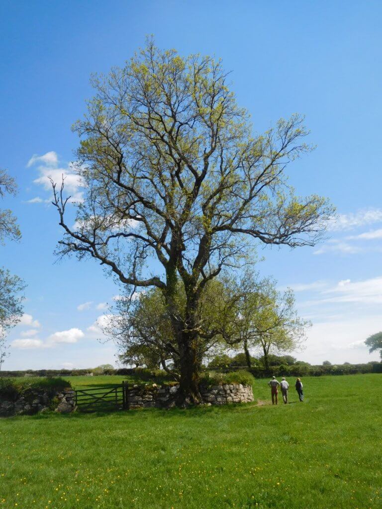 Devon Hedge Laying Competition - Devon Hedge Group